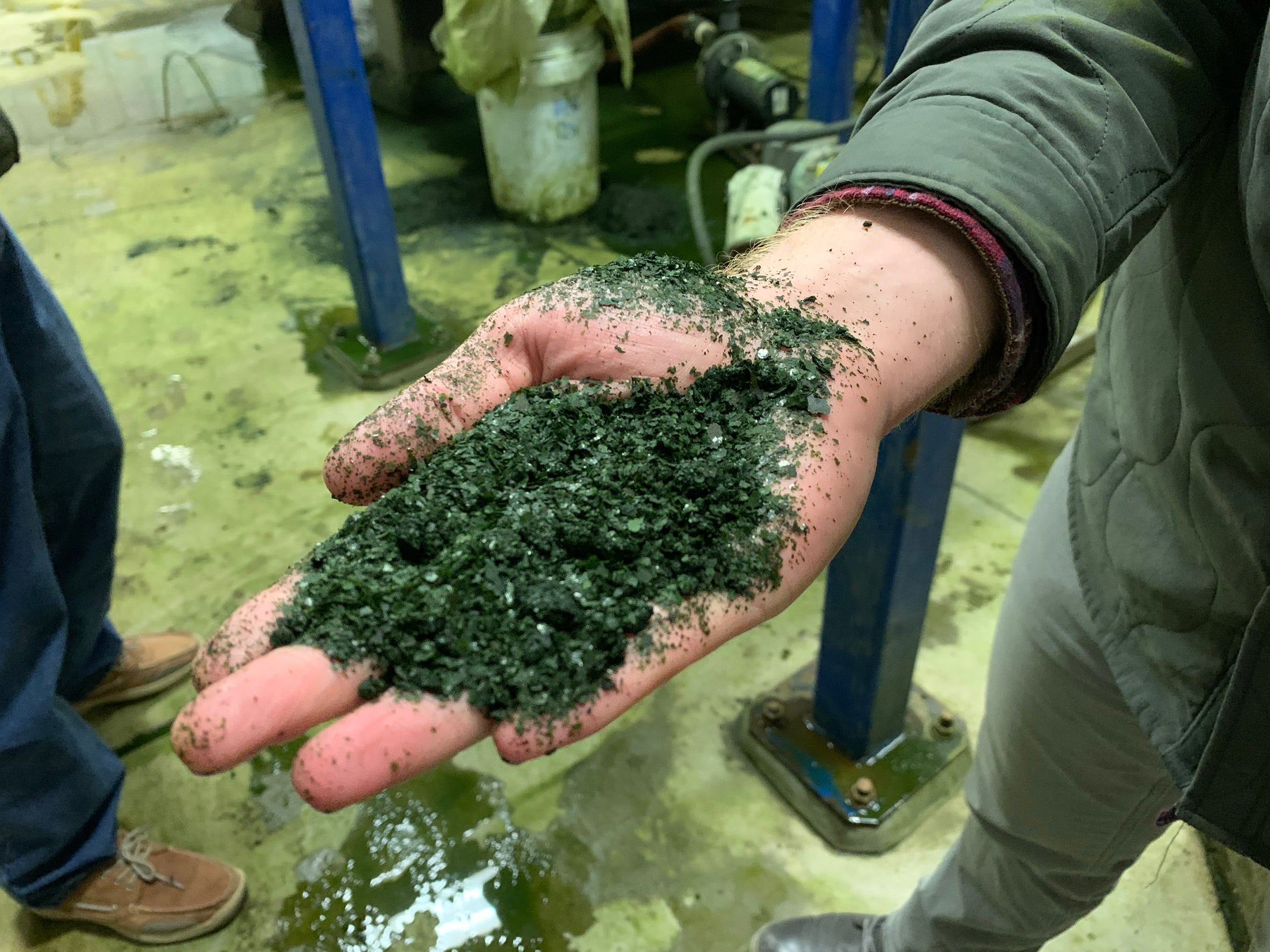 5 Types of Algae & Health Benefits of Each | iwi life