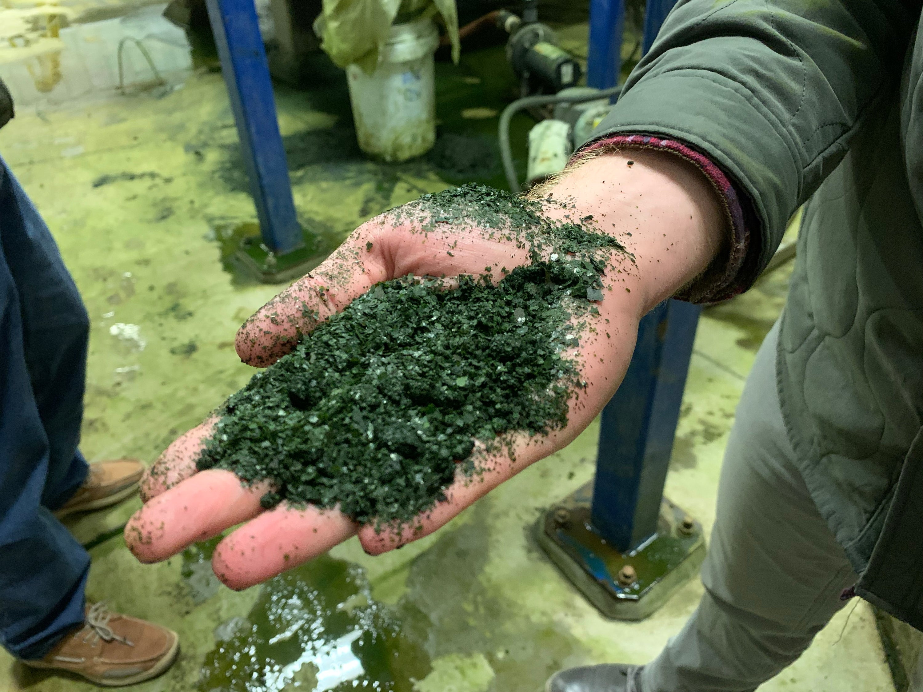 5 Types of Algae & Health Benefits of Each | iwi life